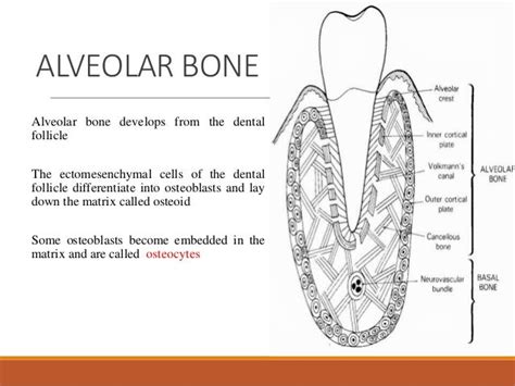 Periodontium