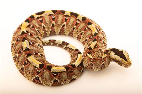 A Rhinoceros Viper Bitis Nasicornis Joel Sartore