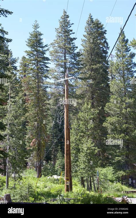 Power Lines Going Through Tall Pine Trees In The Forest In Northern California Plenty Of