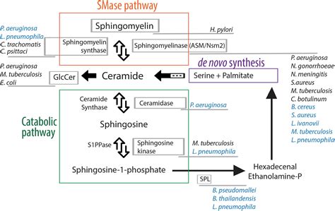 Sphingomyelin Synthesis