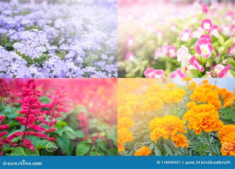 Flowers For Different Seasons At Shelly Ahmed Blog