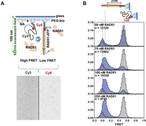 Single Molecule Experiments To Visualize Equilibrium Distributions Of