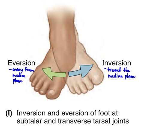 Eversion Of Foot Éversion Bot Talus Valgus Hxtgjw