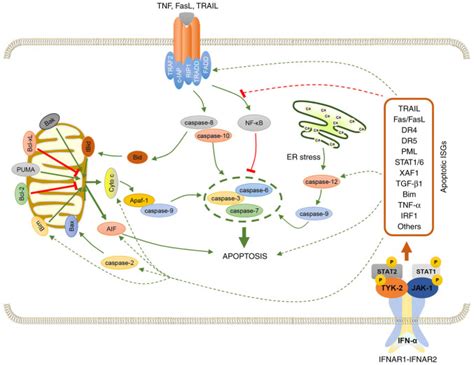Interferon α And Its Effects On Cancer Cell Apoptosis Pmc