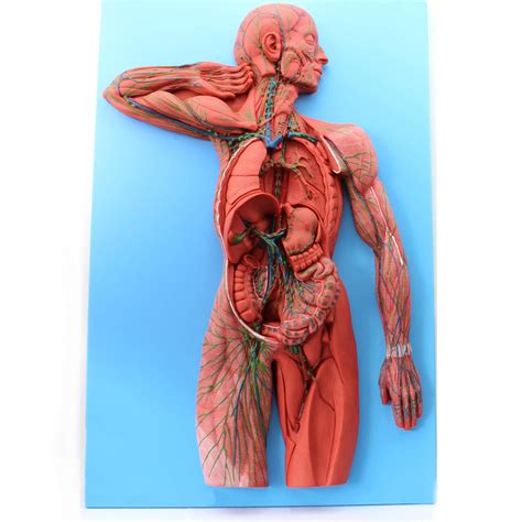Buy Zxcvbas Human Torso Model Anatomical Model Of Lymphoid Organs Human Lymphatic System Model