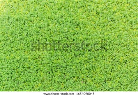 Foxtail Algae 스톡 사진 26개의 이미지 Shutterstock