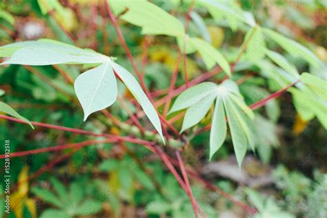 Fotografie Cassava Plant Manihot Esculenta With Manyokka Leaves