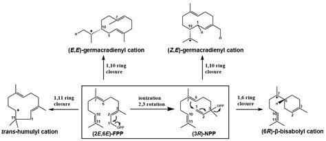Biosynthesis Of Sesquiterpenes In Basidiomycetes A Review