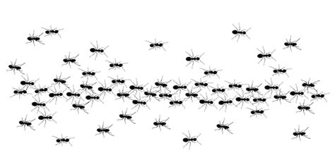 Premium Vector Ants Trail Line Of Working Ants On White Background