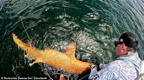 Rare Orange Shark With Ghostly White Eyes Captured In First Of Its Kind