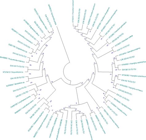 Phylogenetic Analysis By Neighbor Joining Algorithm Using Mega 11