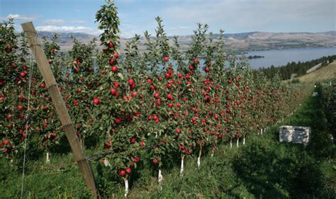 Apple Picking Robots Gear Up For Us Debut In Washington State Geekwire