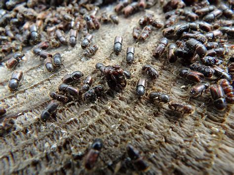 Warning To Brits As Highly Dangerous Insect Sparks Concern With