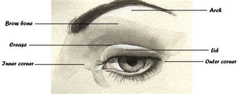 Eye Map Eye Makeup Map Eye Parts Lid Outer Corner Arch Brow