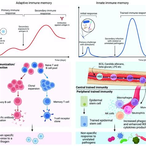 Adaptive And Trained Immune Response Exposure To Antigens Or Pathogens