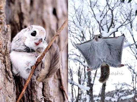 The Japanese Flying Squirrel The Cutest And Fluffiest Nirfox