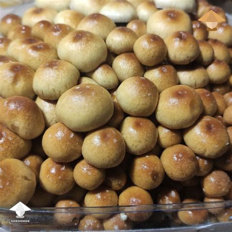 Psilocybe Cubensis Golden Teacher Bottle Tek Growing
