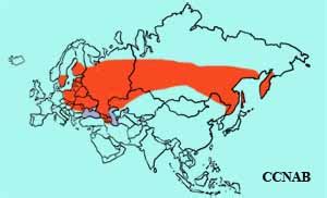 Garganey Range Map Anas Querquedula