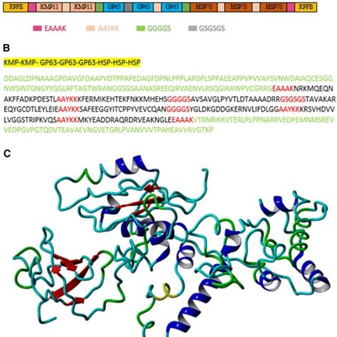 A Schematic Diagram Of Final Recombinant Vaccine Construct The