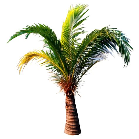Download Single Palm Tree Png Cbo20