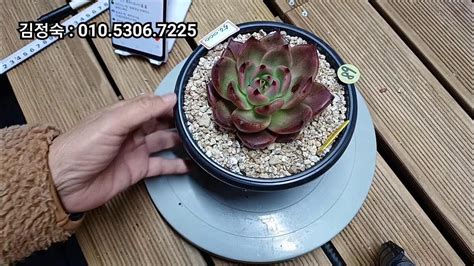 설이네다육예쁘고멋진창다육 판매많은 구독좋아요 부탁드려요💝💖💗💞💕 Youtube