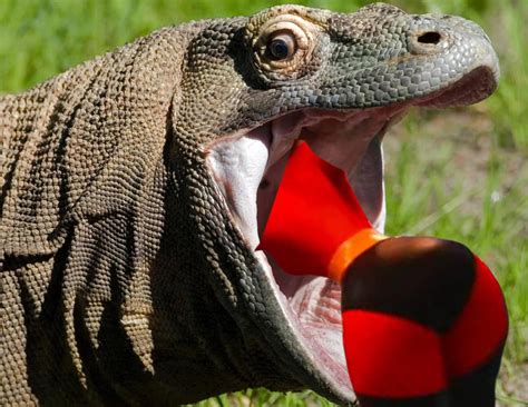 Komodo Dragon Vores Elastigirl By S721218 By S721272 On Deviantart