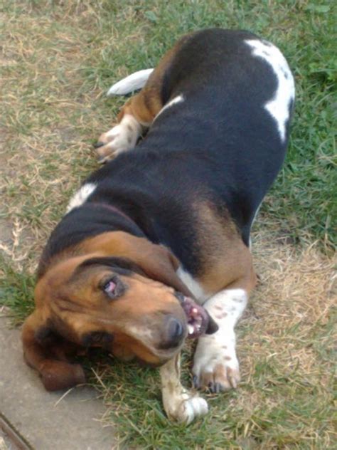 Engleski Baset Dajem