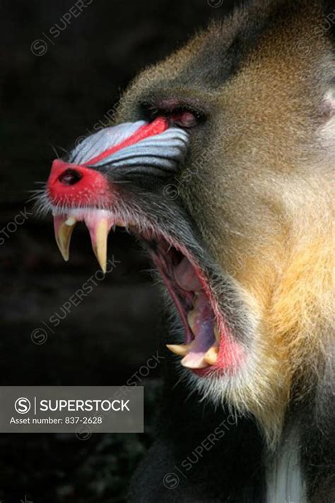 Side Profile Of A Mandrill Screaming Mandrillus Sphinx Superstock