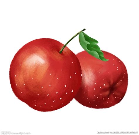 山楂果插画 花瓣网