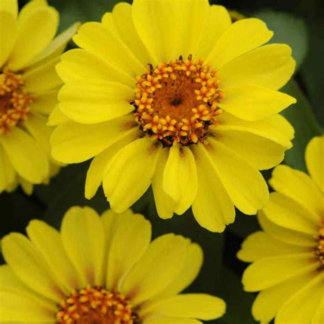 Yellow Zinnia Marylandica Plant Flower Seeds
