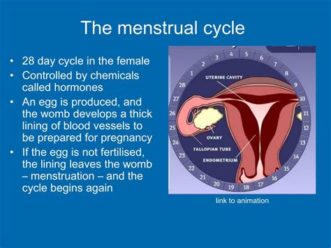 Ppt The Female Reproductive System Powerpoint Presentation Free Download Id5298369