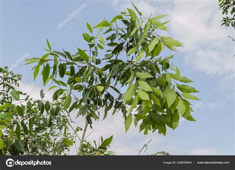 Jamun Tree
