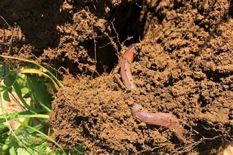 Measuring Monitoring Soil Health