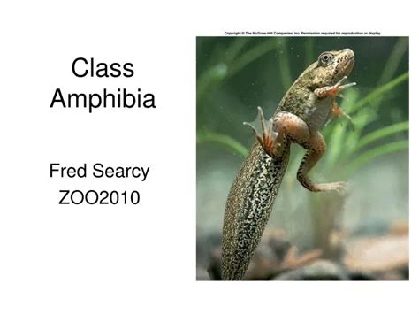 Ppt Class Amphibia Powerpoint Presentation Free Download Id1831391