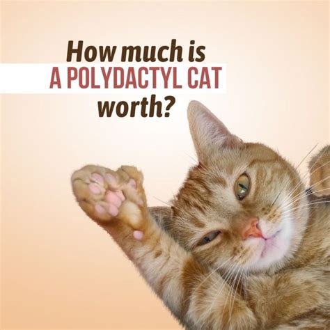 7 Reasons For A Foamy Cat Urine And Tips On How To Help