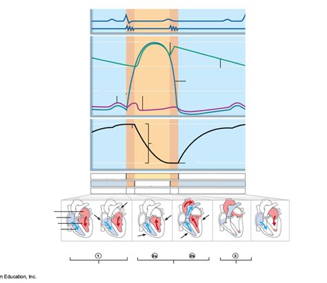 Mastering Use The Figure To Match The Following Diagram Quizlet
