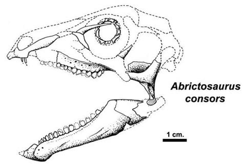 Abrictosaurus