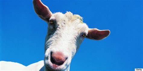 Shaun Keith Orris Claims Sex With Goat Is His Constitutional Right