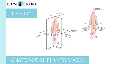 Anteroposterior Axis