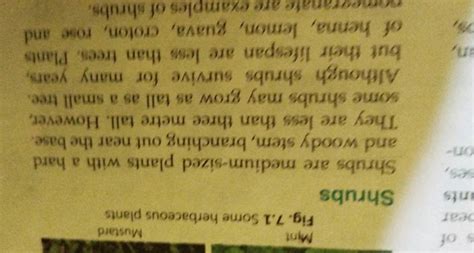 Shrubs Shrubs Are Medium Sized Plants With A Hard And Woody Stem Branchi