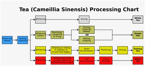 Tea Processing Chart Processing Of Tea Flowchart PNG Image Transparent PNG Free Download On
