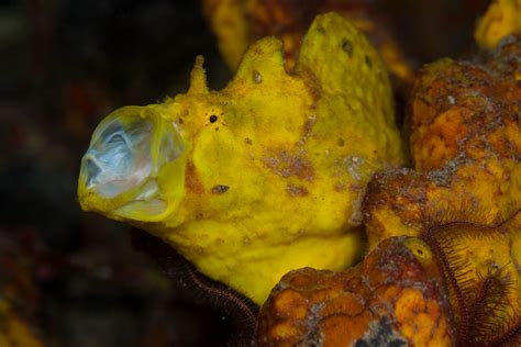 Frogfishes Bonaire Reef