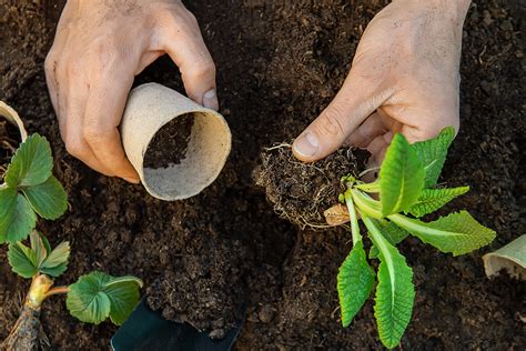 Having The Right Soil Tri Creek Home Improvement