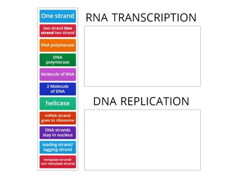 Transcription Vs DNA Replication Categorize