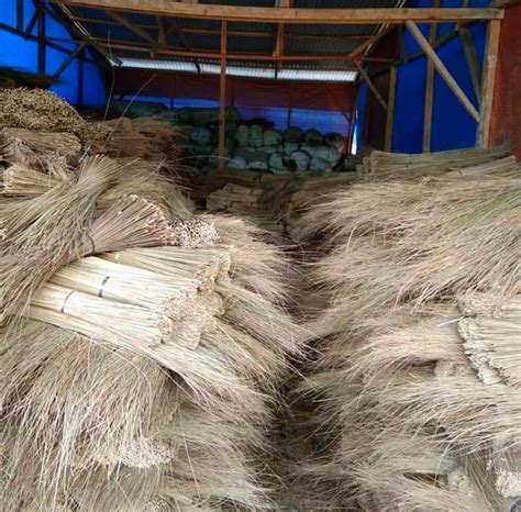 Lidi Nipah Kelapa Sawit Kotaagung