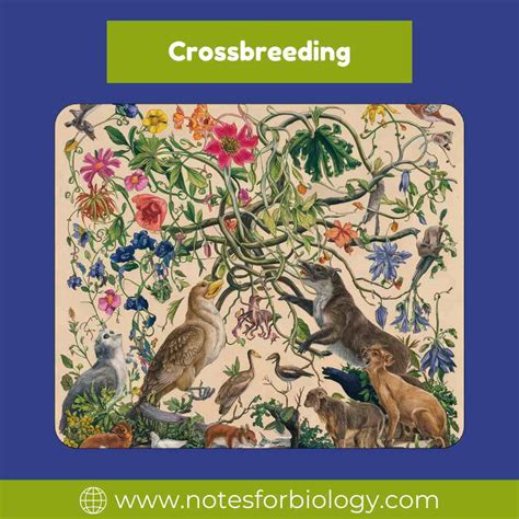 Artificial Selection Definition Steps Examples Uses