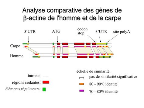 Ppt Searching For Functional Regions Coding Or Non Coding In Mammalian Genomes Powerpoint