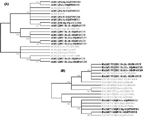 Unrooted Maximum Likelihood Ml Phylogenetic Tree Depicting The Download Scientific Diagram