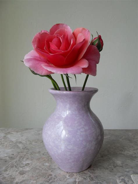 Pinky Rose Photograph By Sleiman Moussa Fine Art America