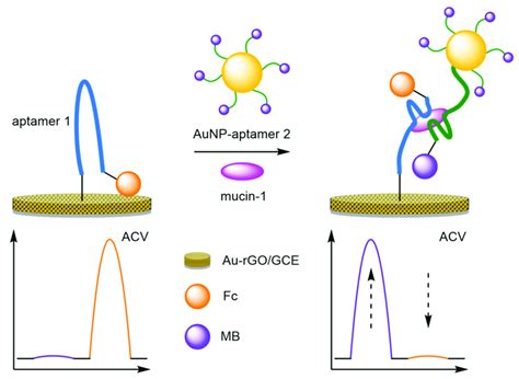 Schematic Representation Of A Nanoparticles Assisted Label
